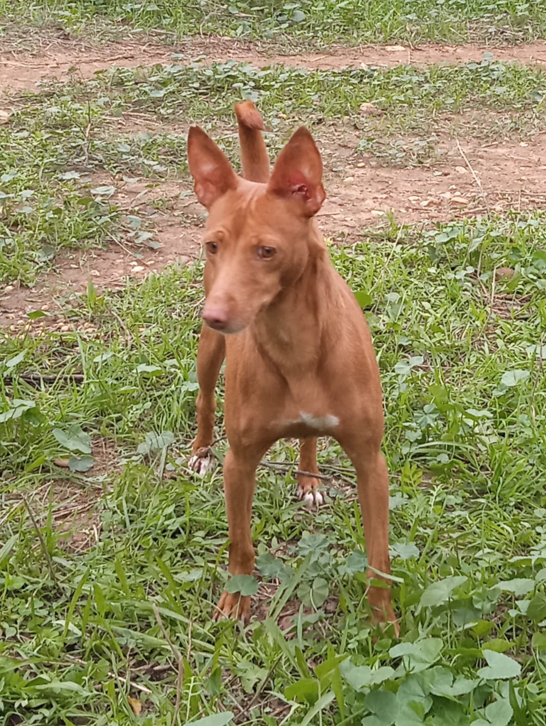 Inicio - Podenco Andaluz