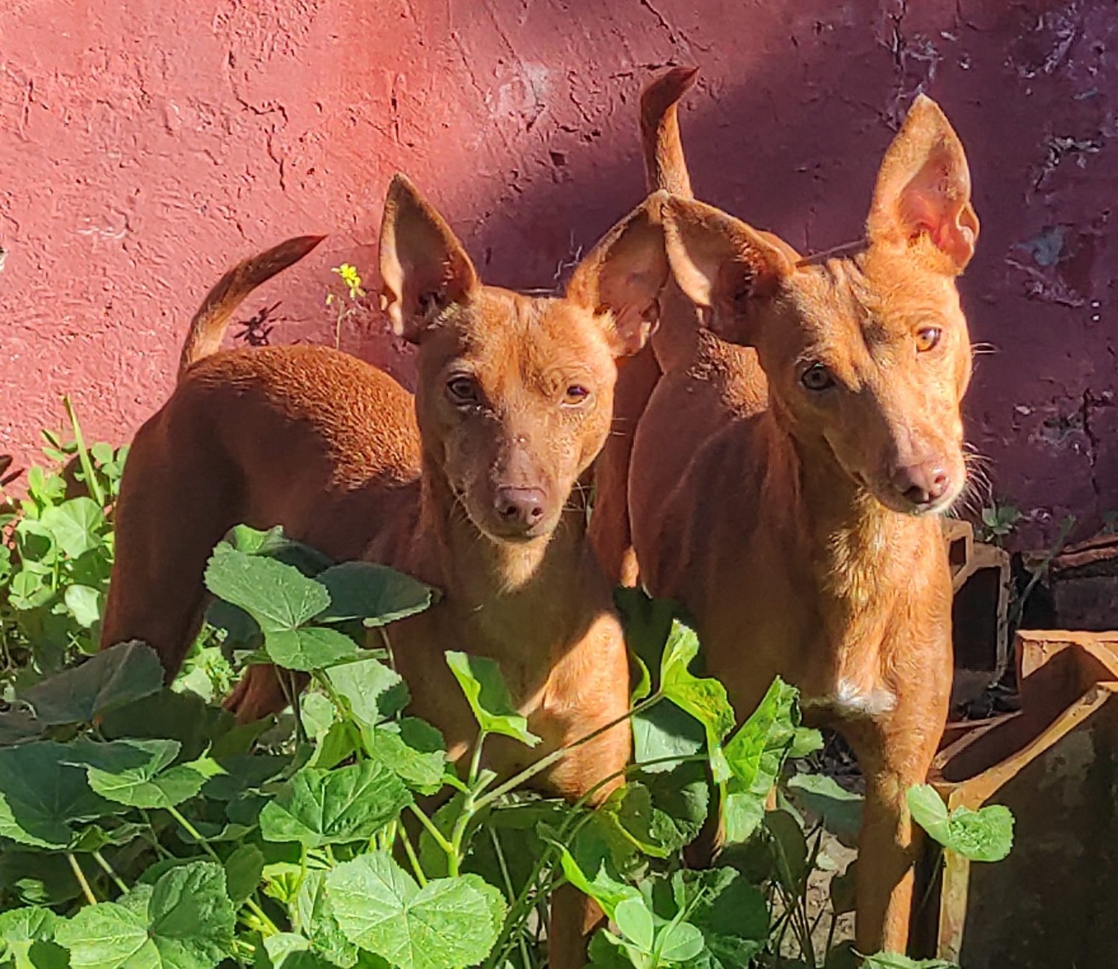 Podenco Andaluz - Podenco Andaluz