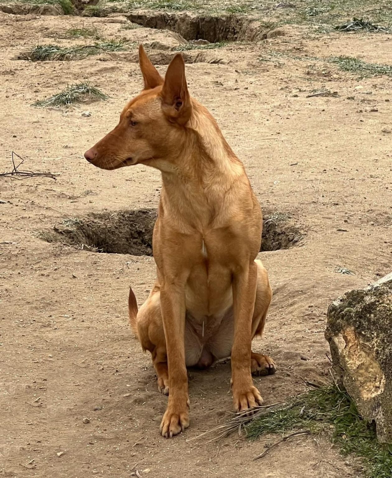 Podenco Andaluz - Podenco Andaluz
